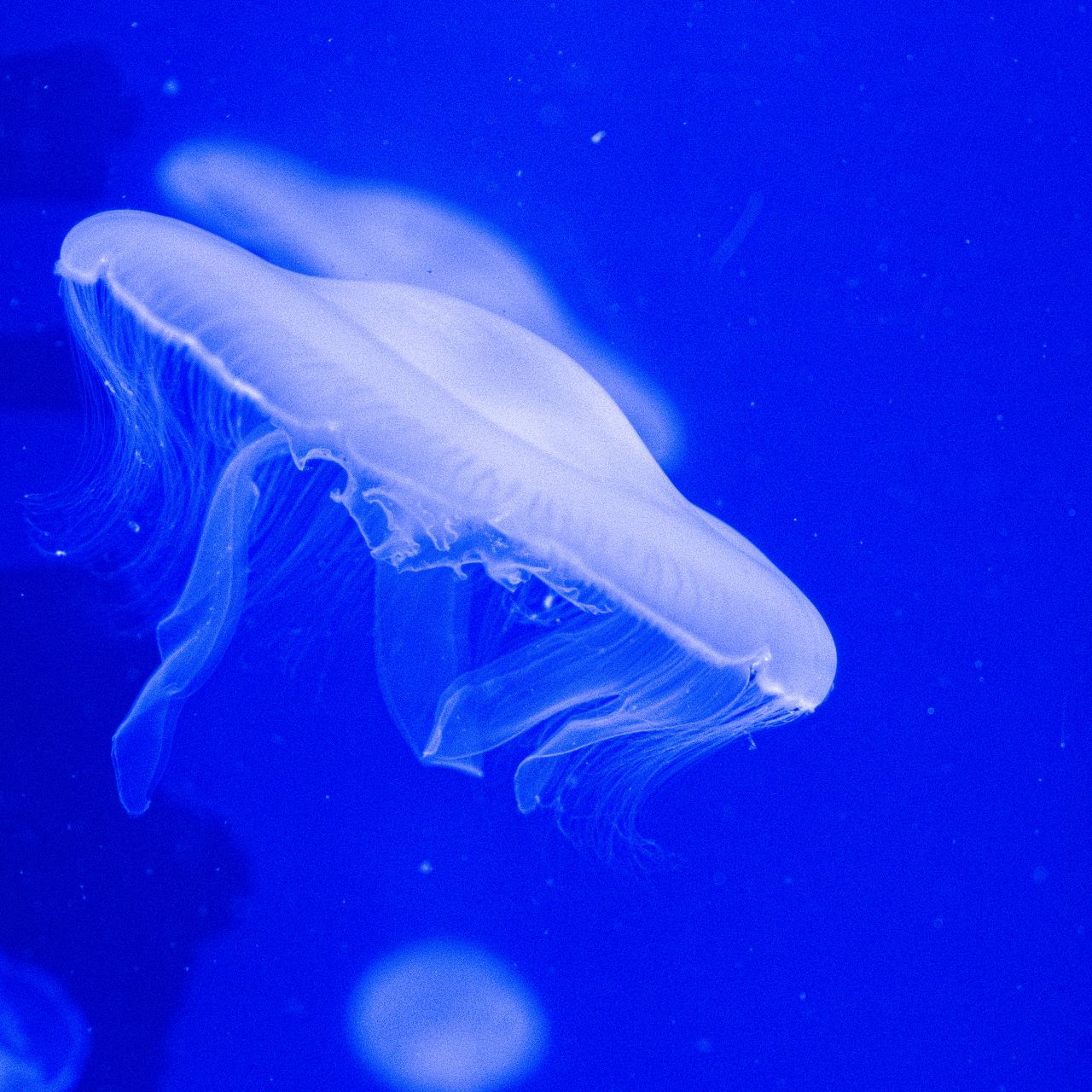 Tickets to SEA LIFE Paris Aquarium 2026 - Tickete