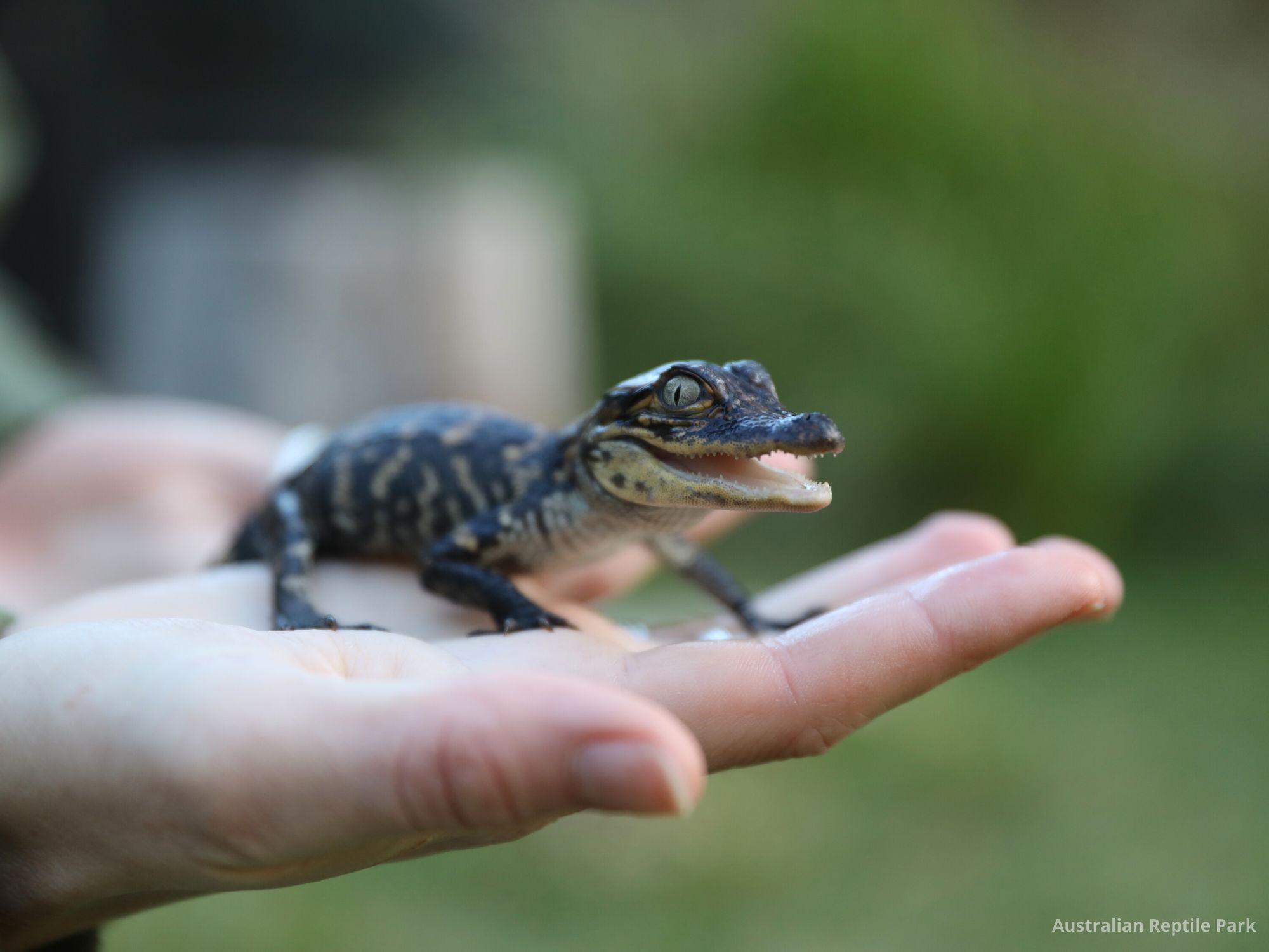 Tickets to Australian Reptile Park 2026 - Tickete