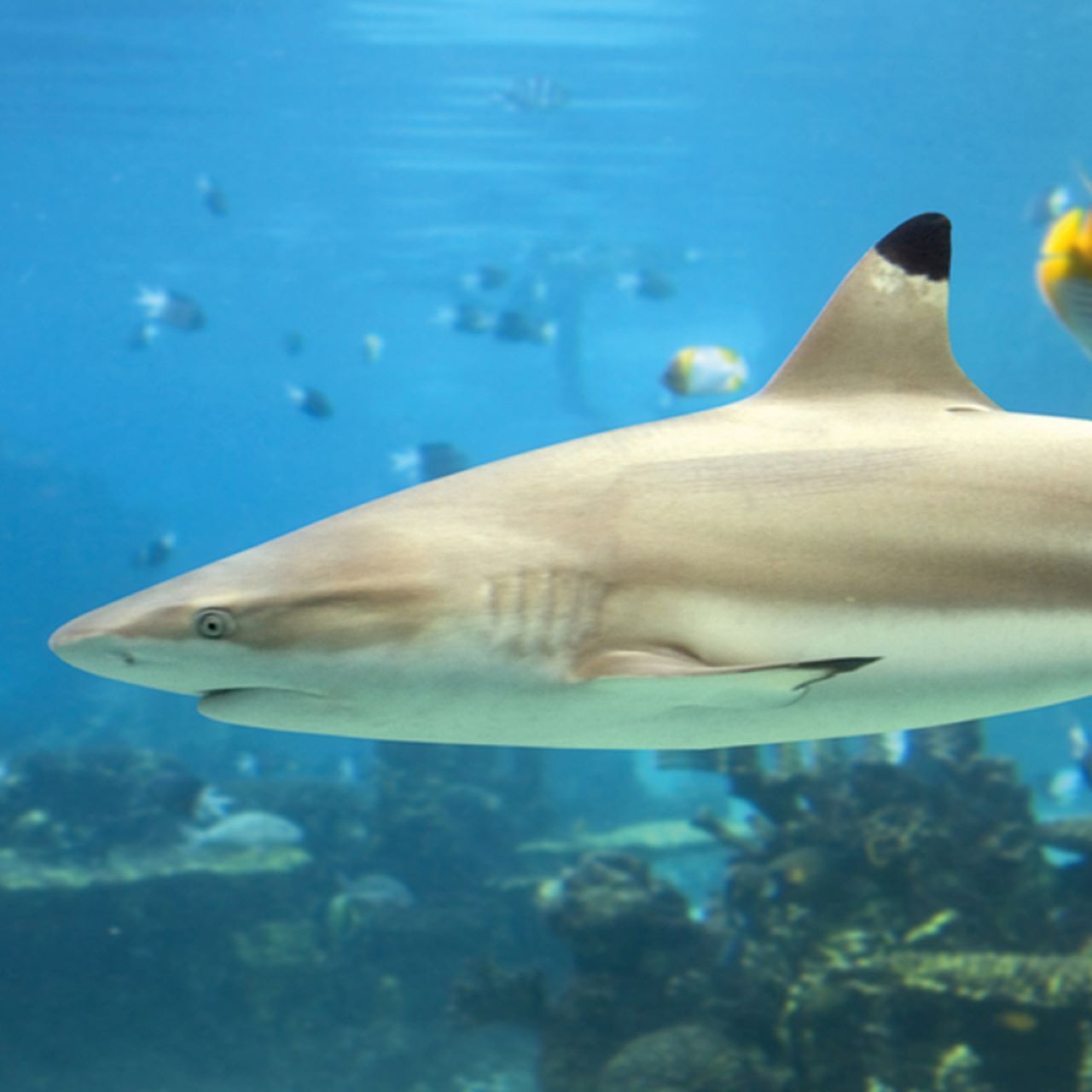 Tickets to SEA LIFE Paris Aquarium 2026 - Tickete