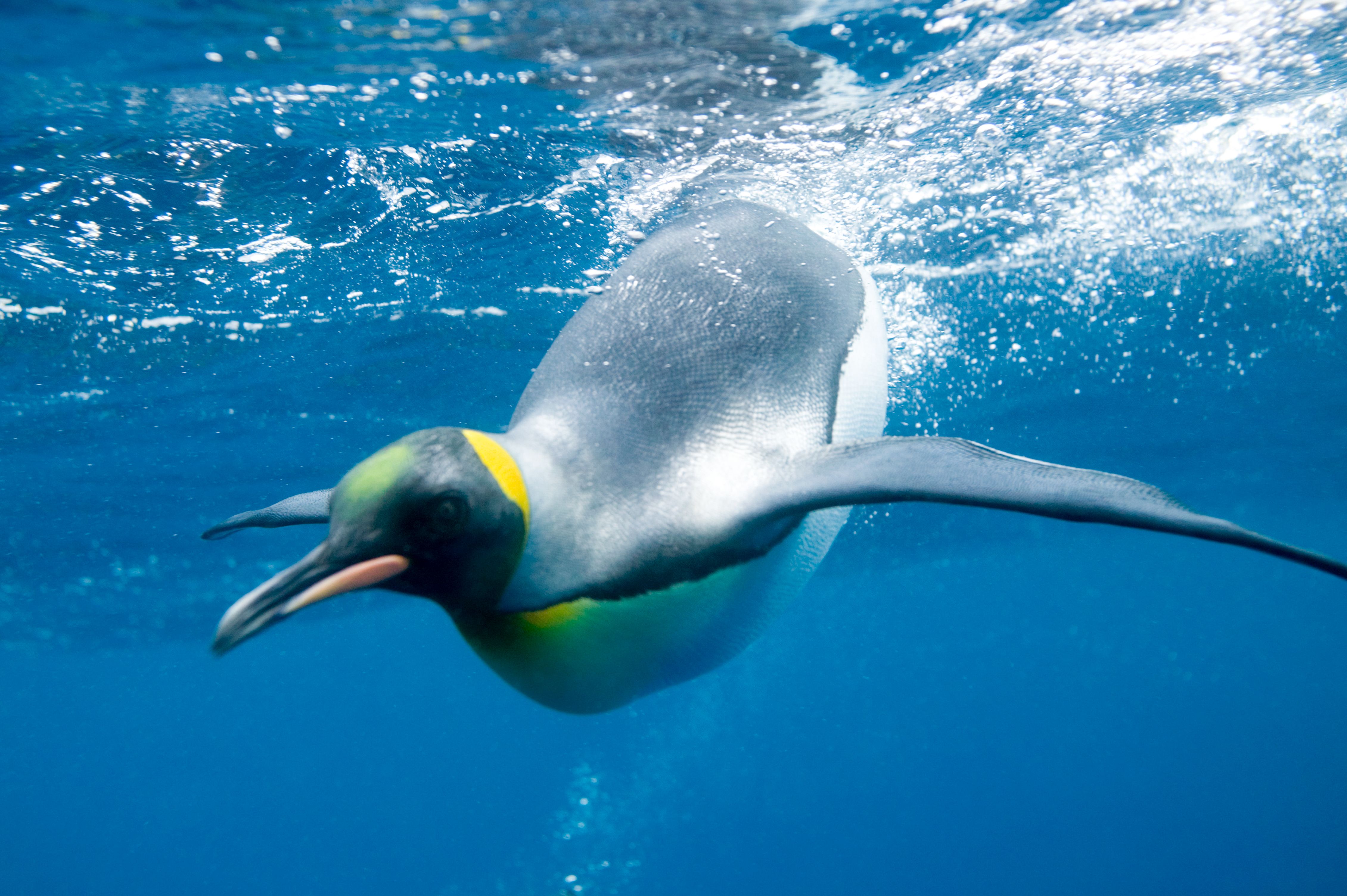 Tickets to SEA LIFE Paris Aquarium 2026 - Tickete