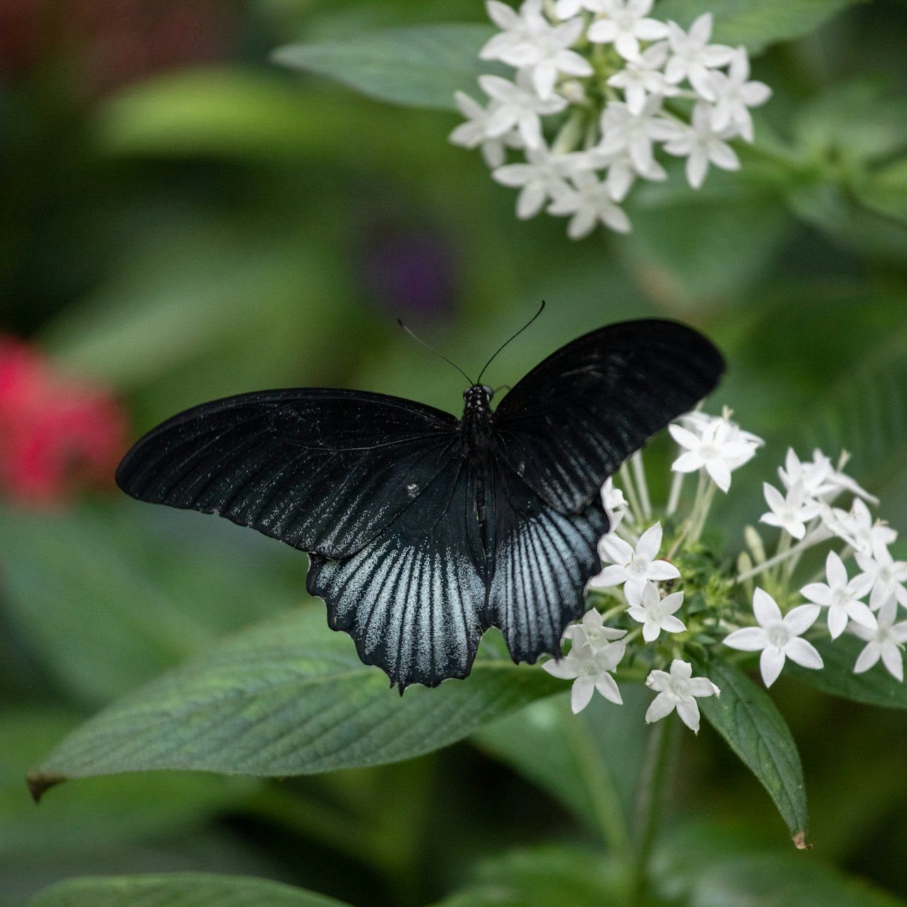 Tickets to Cockrell Butterfly Center at the Houston Museum of Natural ...