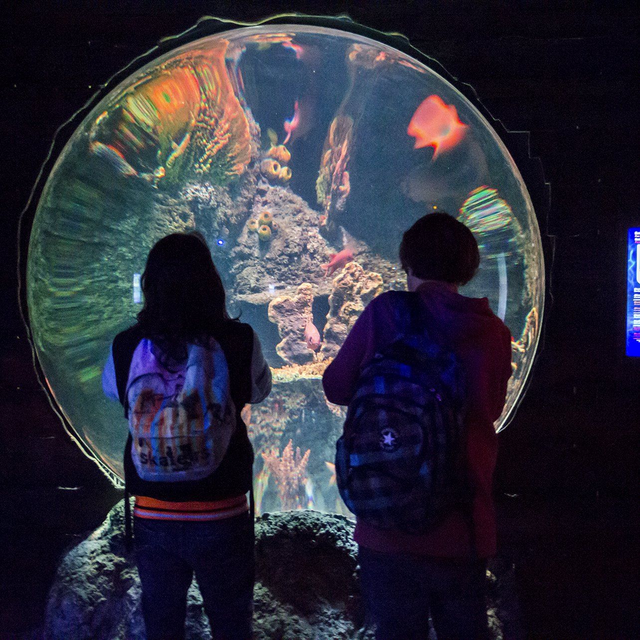 Tickets to SEA LIFE Porto: Entry Ticket 2026 - Tickete